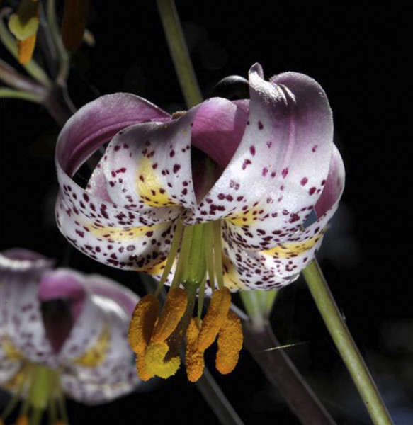 Hunting the Western Wildflower Presentation « News & Events « Yaquina ...
